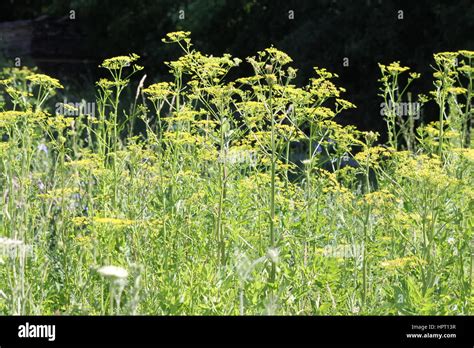 Field Full Of Wild Parsnip Pastinaca Sativa With Yellow Heads In A