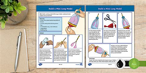 Human Body Experiment Build A Mini Lung Model