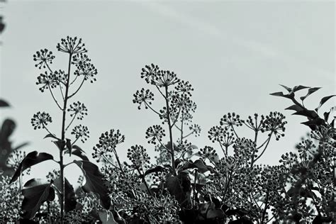 Efeu Foto And Bild Projekte Schwarzweißer Freitag Thementage Bilder Auf Fotocommunity