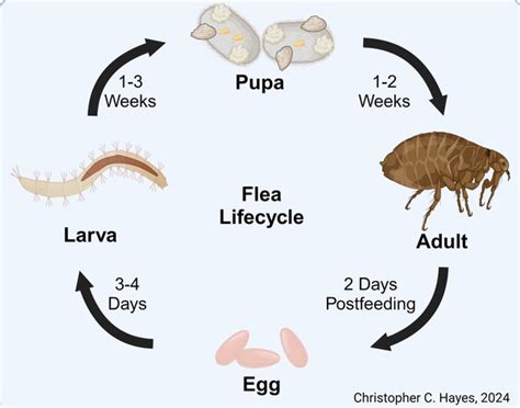 Flea Beetles Life Cycle Flea Beetles Agricultural Biology