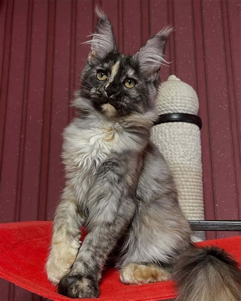 Available Maine Coon Kittens For Sale Healthy Purebred Kittens Ready