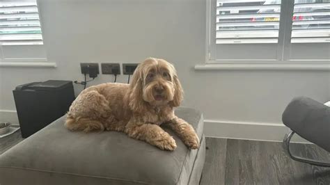 Cockapoo Coat Types And Why This Really Matters Pet Educate