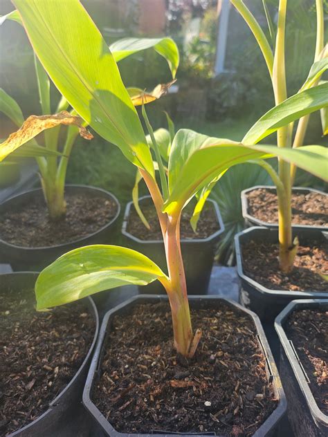 Musa Chini Champa Mikes Tropical Garden