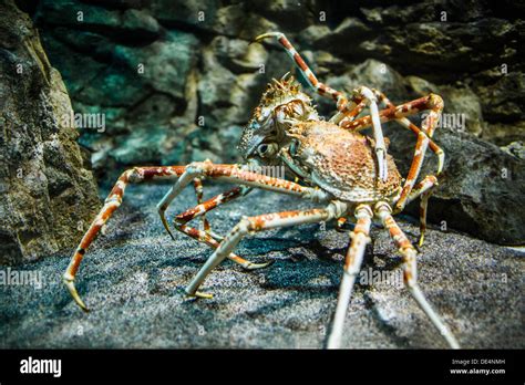 Worlds Largest Japanese Spider Crab