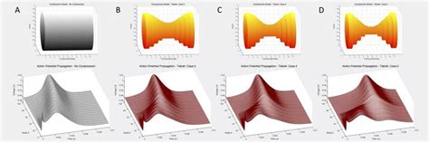 Shown Above Are Compression Models Derived From Models Depicted In