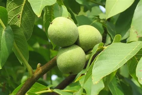 19 Types Of Walnut Trees Pictures And Leaves Identification
