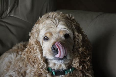 Lick Steven Wigle Flickr
