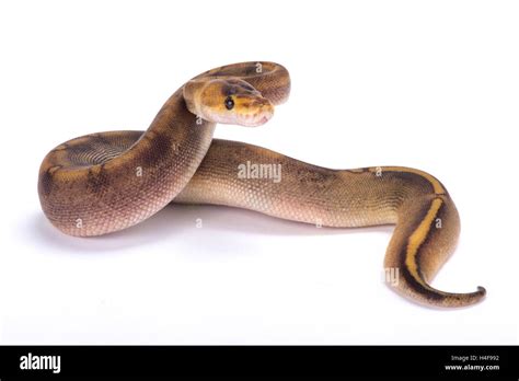 Ball Python Python Regius Stock Photo Alamy