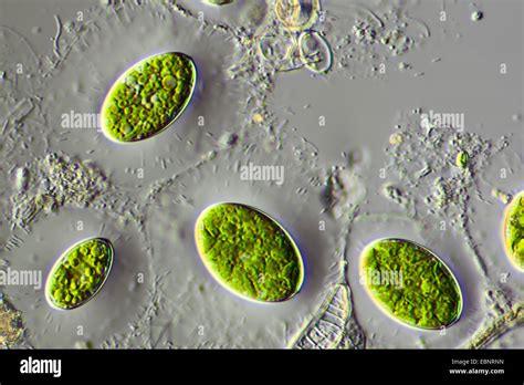Green Algae In Ponds Under Microscopes