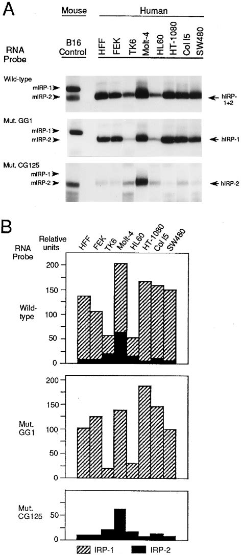 Specificity Of Different Probes For Human Irp 1 And Irp 2 A 4 10 4