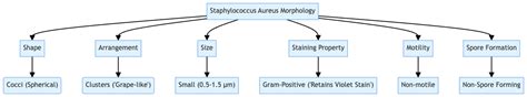 Staphylococcus Aureus Habitat Morphology Characteristics Infection Biology Notes Online