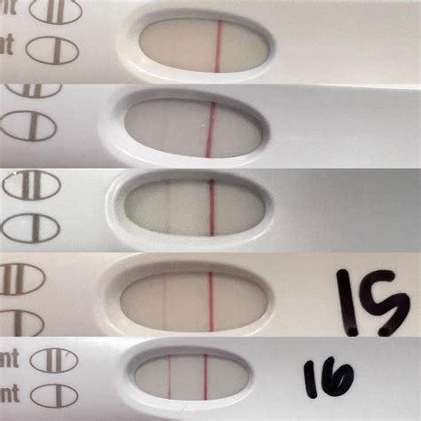 Frer Progression 12 16 Dpo R Tfablineporn