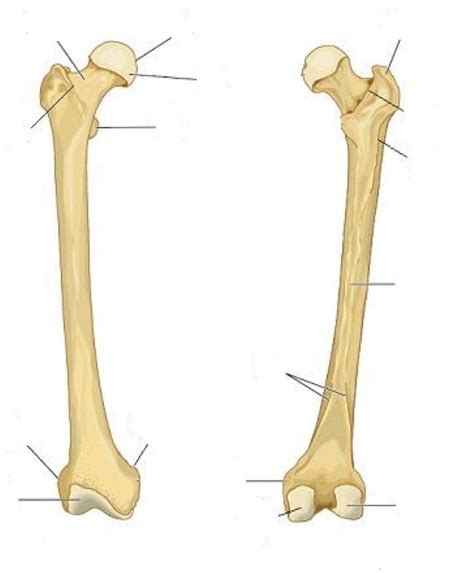 Femur Diagram Quizlet