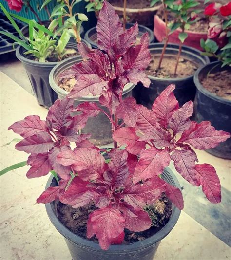 Natural Red Amaranth Seeds Hdpe Bag Packaging Size 1 Kg At Best Price In Prakasam