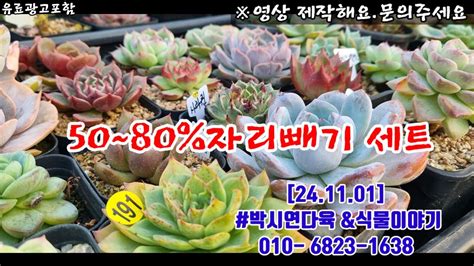241101 이쁜묵은둥이 다육특가셋트50~80 Youtube