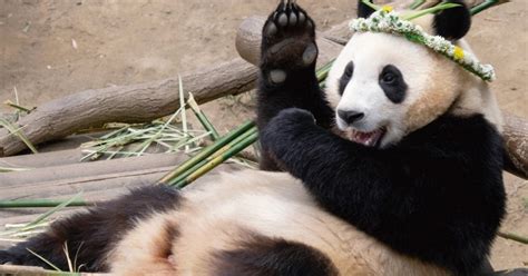 더현대 서울서 푸바오 인형 사세요