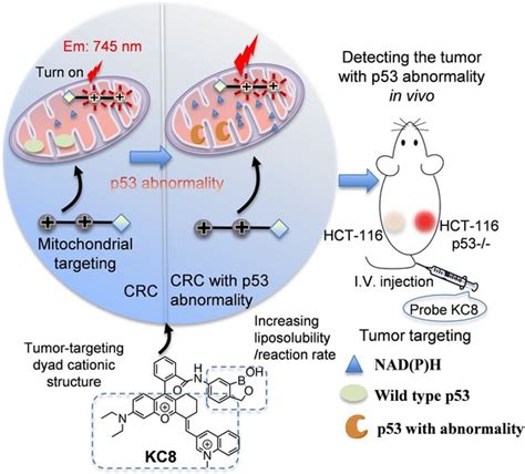 An Activatable Nir Fluorescent Probe For Nadph And Its Application To