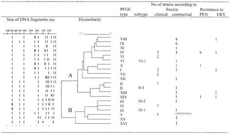 schematic representation of the pfge restriction patterns obtained by