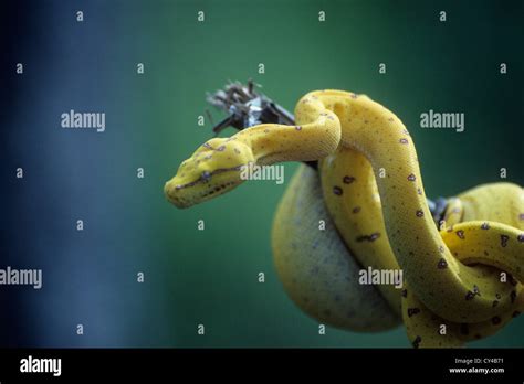 Wildlife Reptiles Australia Juvenile Green Tree Python In Yellow