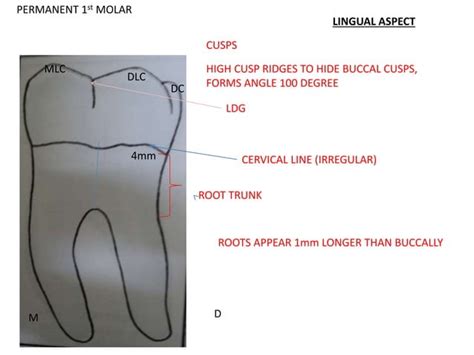 Chronology And Morphology Of Deciduous Mandibular Posteriorspptx