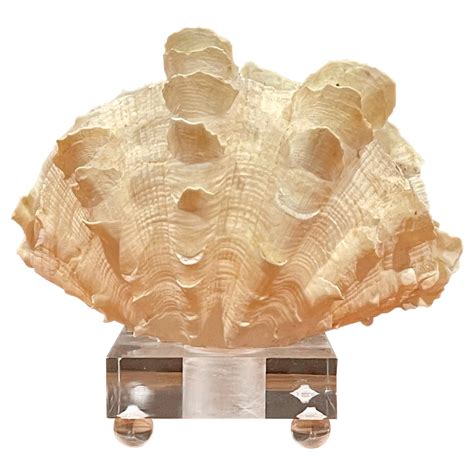 Tridacna Gigis Clam Shell At 1stdibs