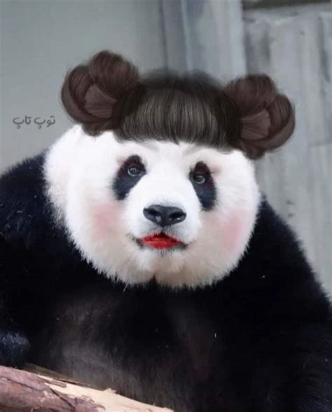 آلبوم عکس پاندا برای پروفایل دخترونه فانتزی و پابجی تــــــــوپ