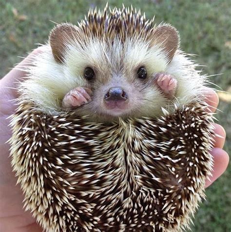 Four Cute Hedgehogs