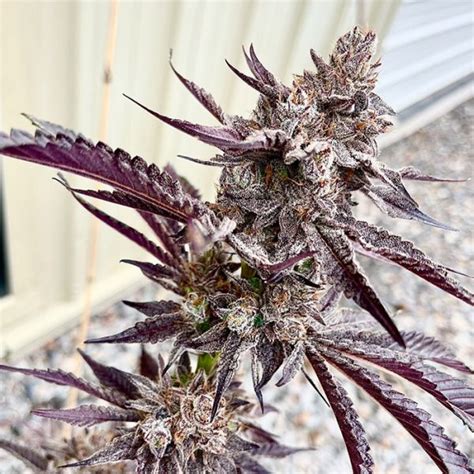 Code Red Western Mass Hydroponics