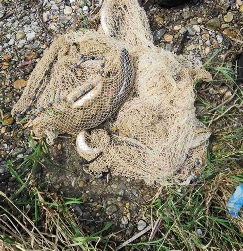 ИА ИАРА Изпълнителна агенция по рибарство и аквакултури