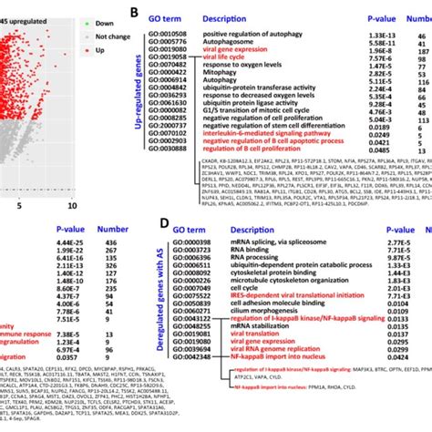 Sars Cov 2 Infection Alters Expression Patterns Of Genes In Testes Of Download Scientific