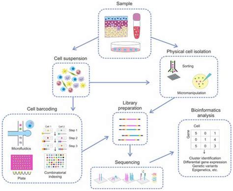 单细胞 RNA 测序数据的复杂分析 Biochemistry Moscow X MOL