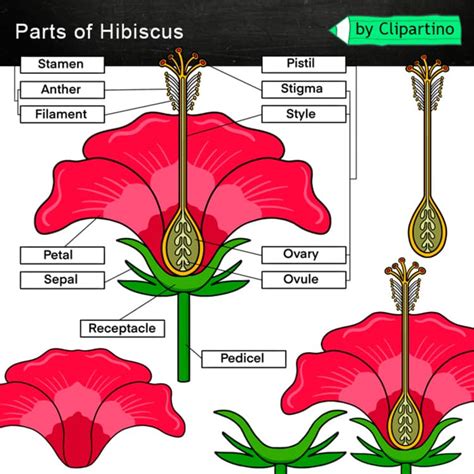 Parts Of A Flower Hibiscus Clip Art Science Clipart Commercial Use