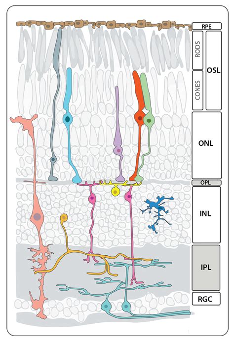 Layers Of The Retina