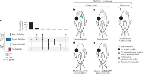 A Lepényhal Szeme Ipon Hu