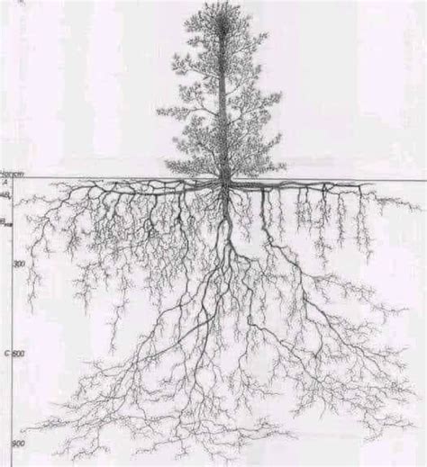 In A Forest Trees Communicate To Each Other Passing Chemicals And Signals Through A Fungal