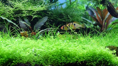Premium Photo A Pair Of Apistogramma Ramirezi Fish In The Planted