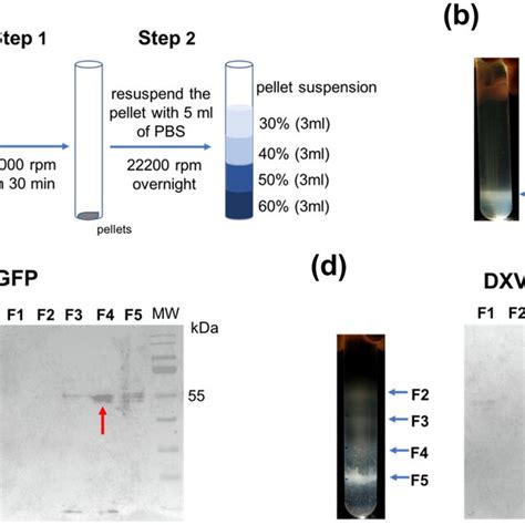 Purification Of Vlps From Hi5 Cells With Sucrose Gradient Download