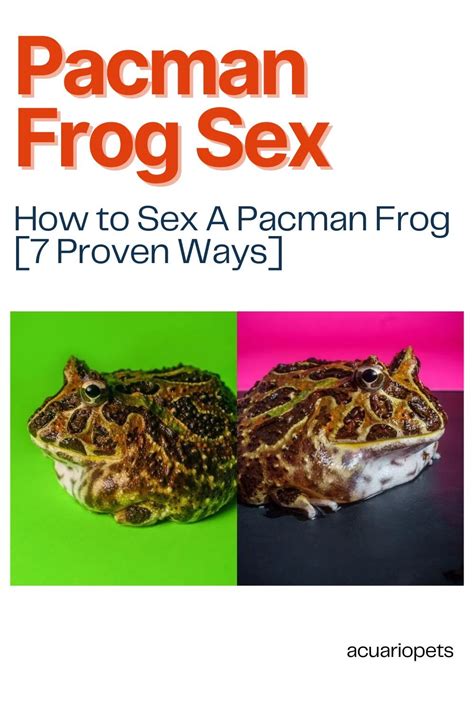 Can You Keep Multiple Tree Frogs Together Artofit