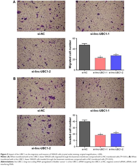 Overexpression Of The Long Non Coding Rna Linc Ubc1 Is Associated Wi Ott