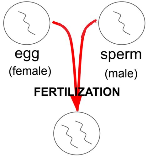 Sexual Vs Asexual Reproduction Flashcards Quizlet