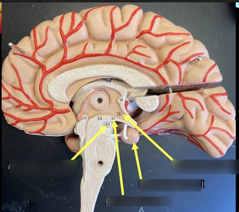 Brain Diagram Quizlet