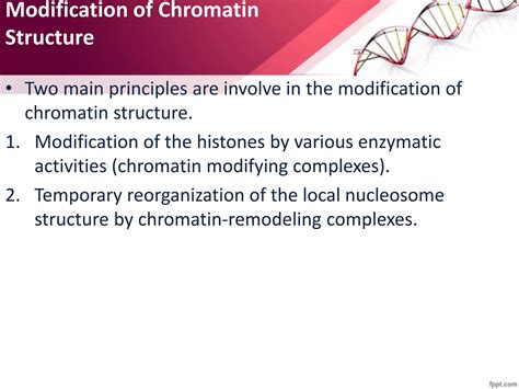Yeast Chromosome Structure And Function Ppt