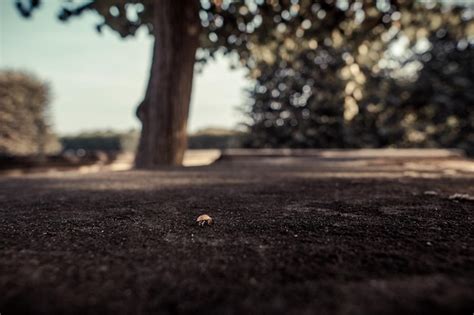 premium photo surface level of bug on field