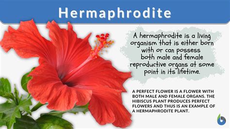 Human Hermaphrodite Organs