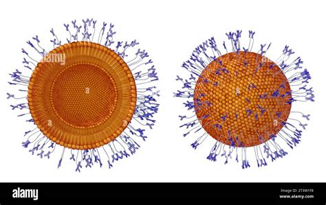 Antibody Modified Liposomes Immuno Liposomes Deliver Encapsulated