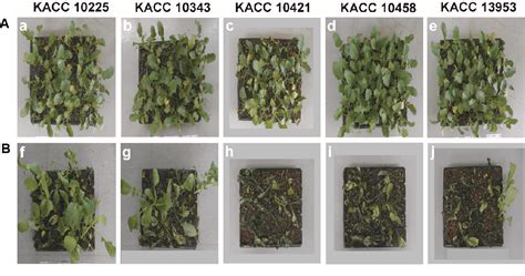 Figure 1 From Evaluation Of Bioassay Methods To Assess Bacterial Soft