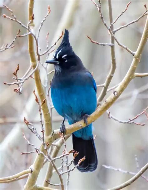 Stellers Jay The Striking Blue And Black Bird Of Western North America