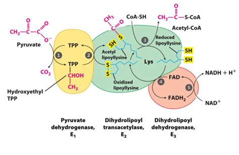 Pyruvate Dehydrogenase Complex Diagram Quizlet