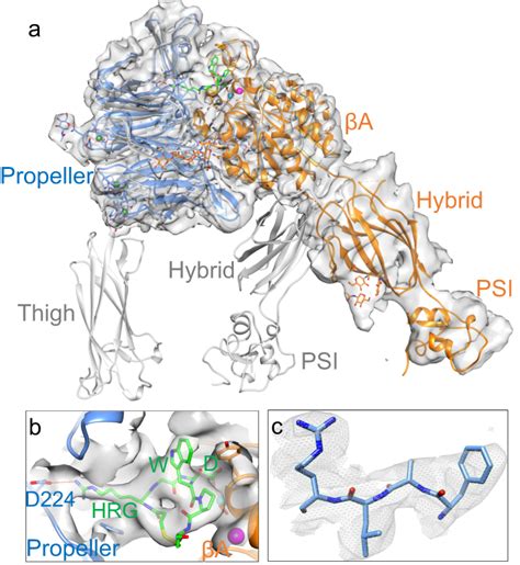 Structure Of Full Length αiibβ3 Bound To The Drug Download Scientific Diagram
