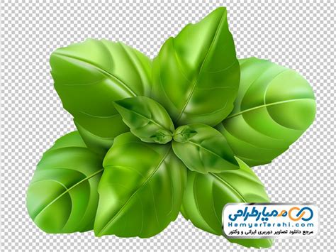 دوربری برگ ریحان 07150498 همیار طراحی